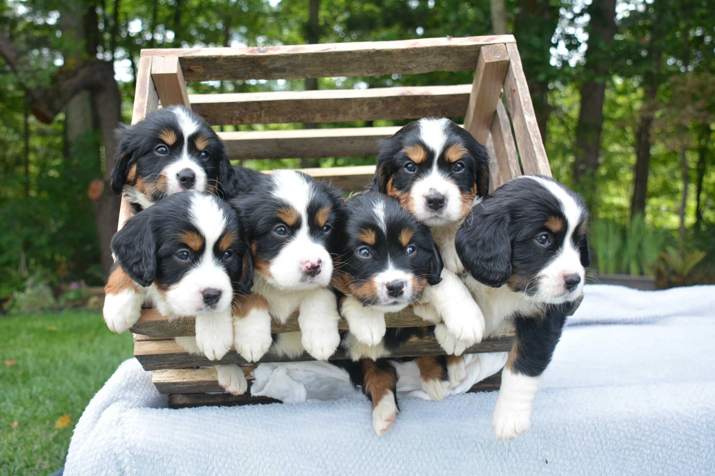 About Mini Bernese — Violet Hill Puppies