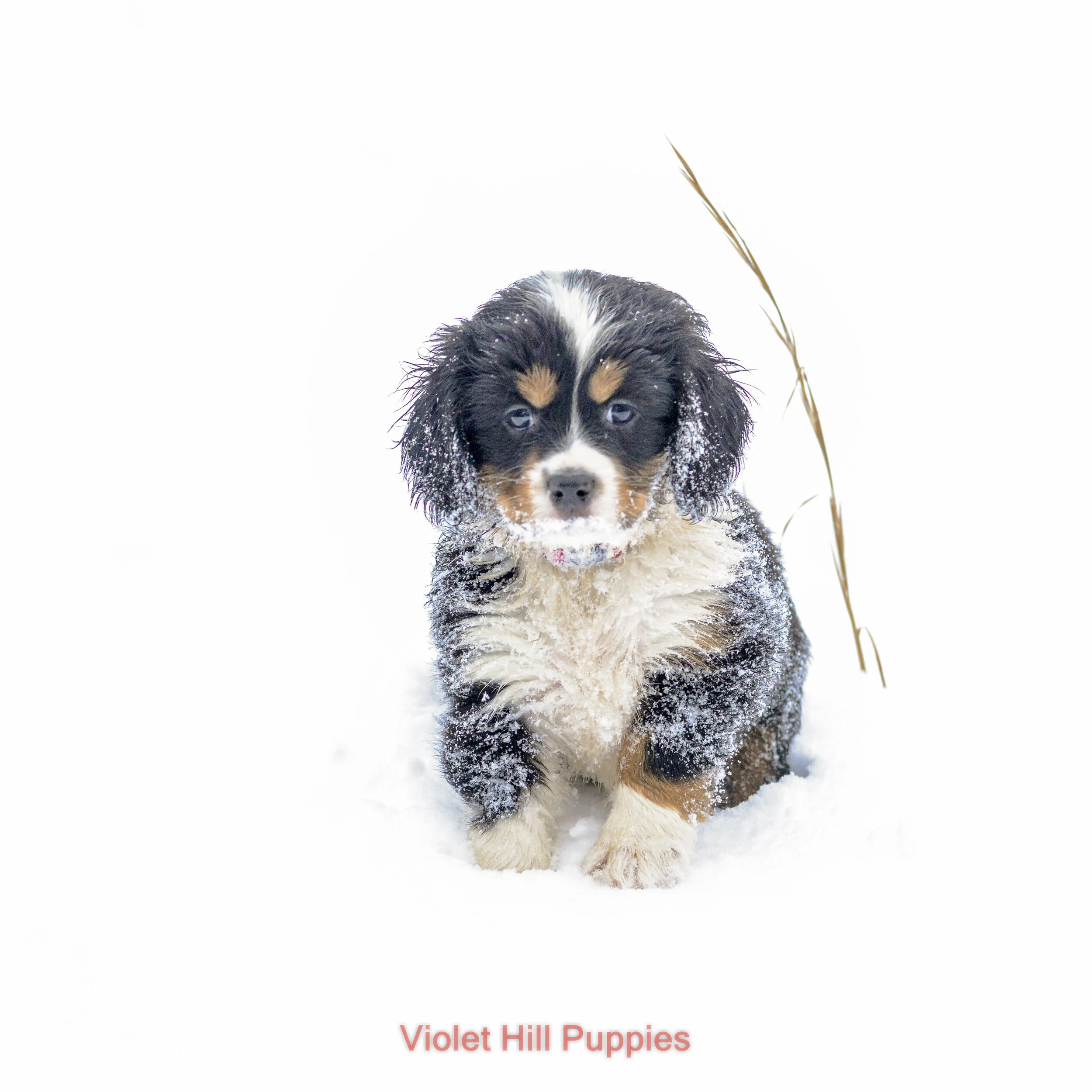 Mini Bernese Photos — Violet Hill Puppies
