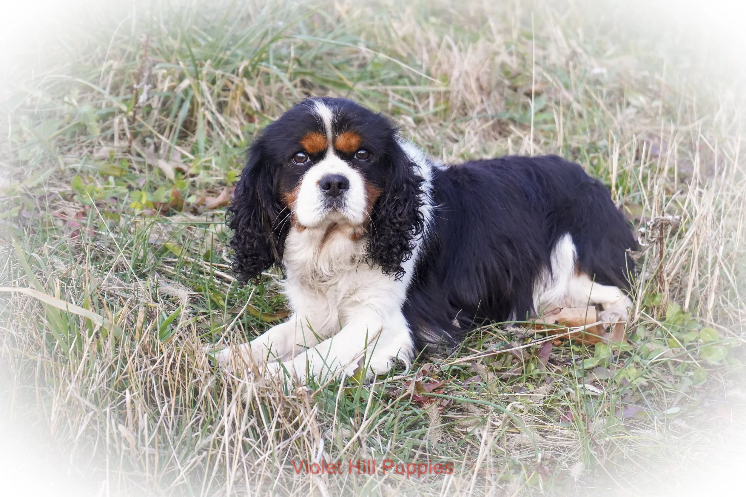 Mini Bernese — Violet Hill Puppies