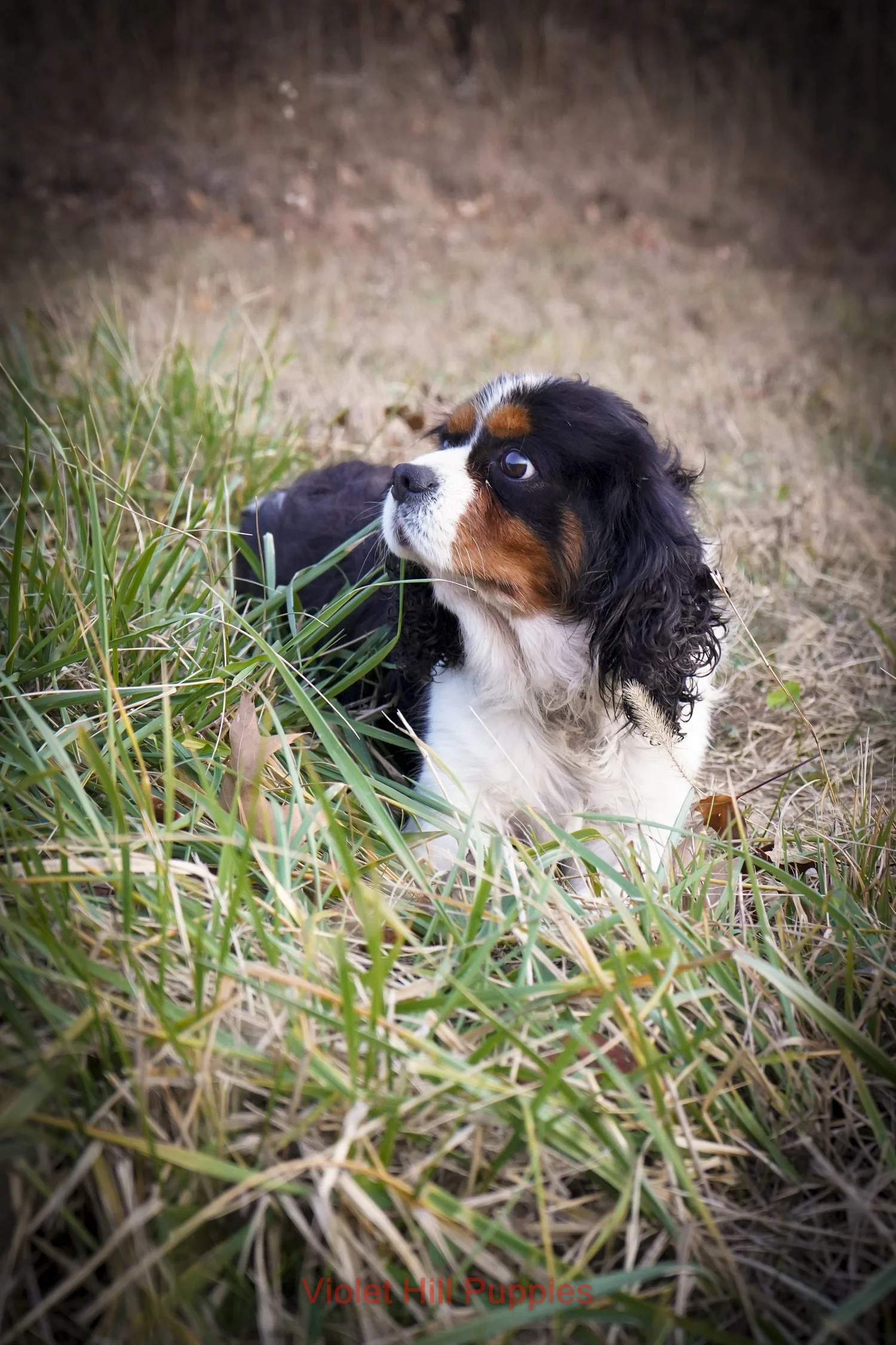 Mini Bernese — Violet Hill Puppies