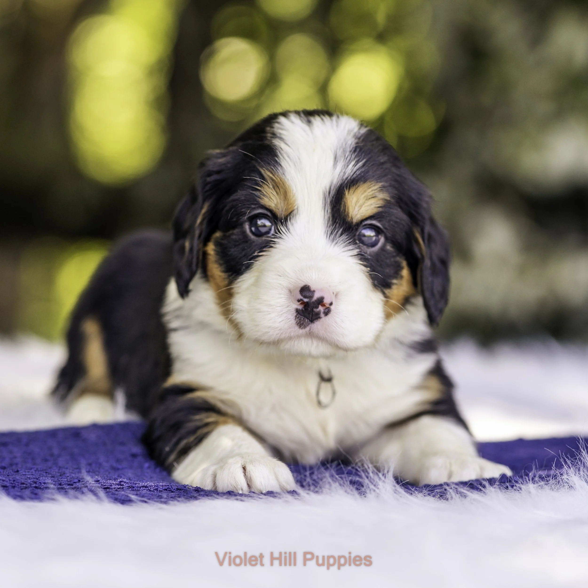 Mini Bernese Photos — Violet Hill Puppies