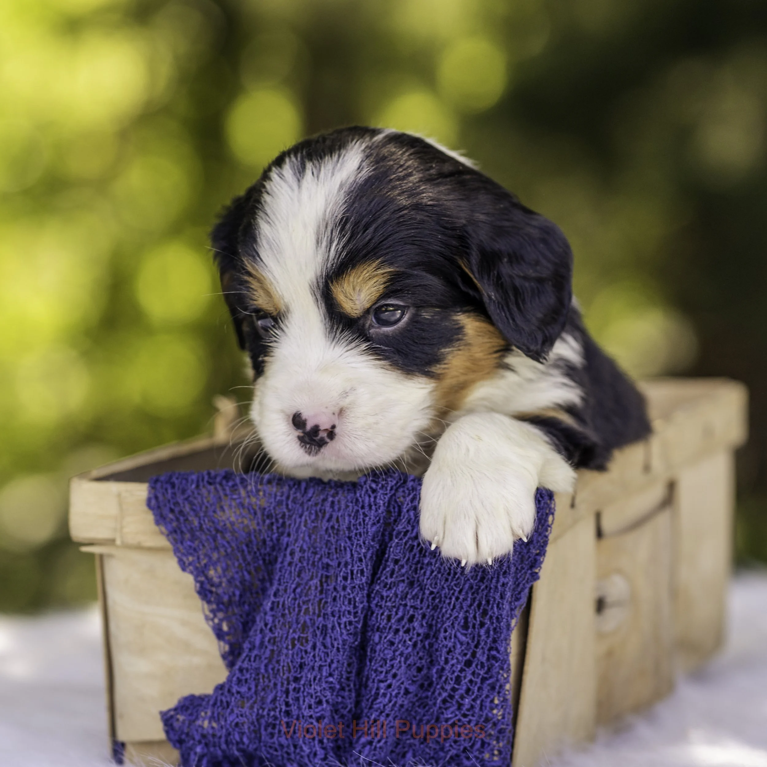 Mini Bernese Photos — Violet Hill Puppies