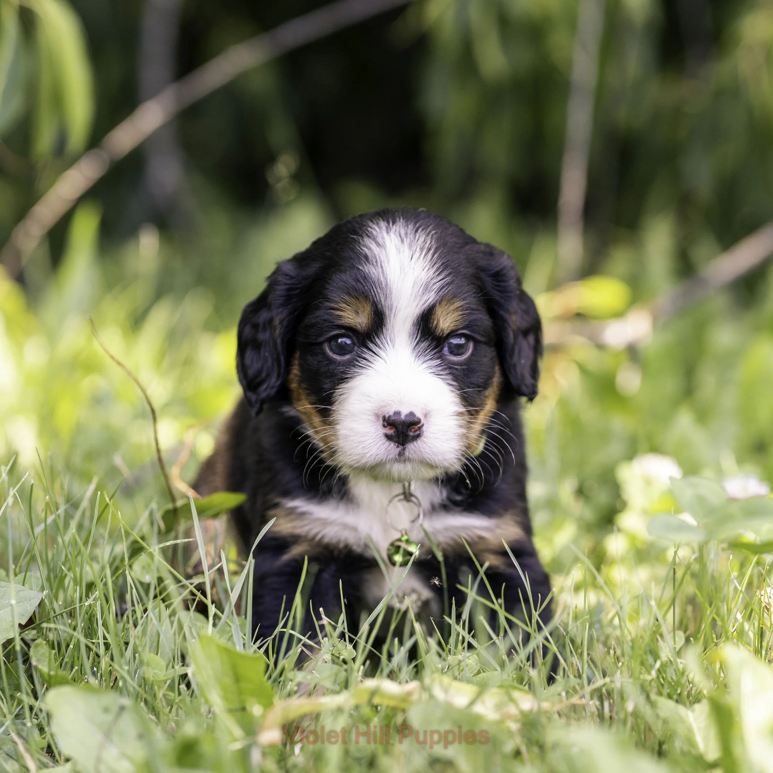Mini Bernese Photos — Violet Hill Puppies