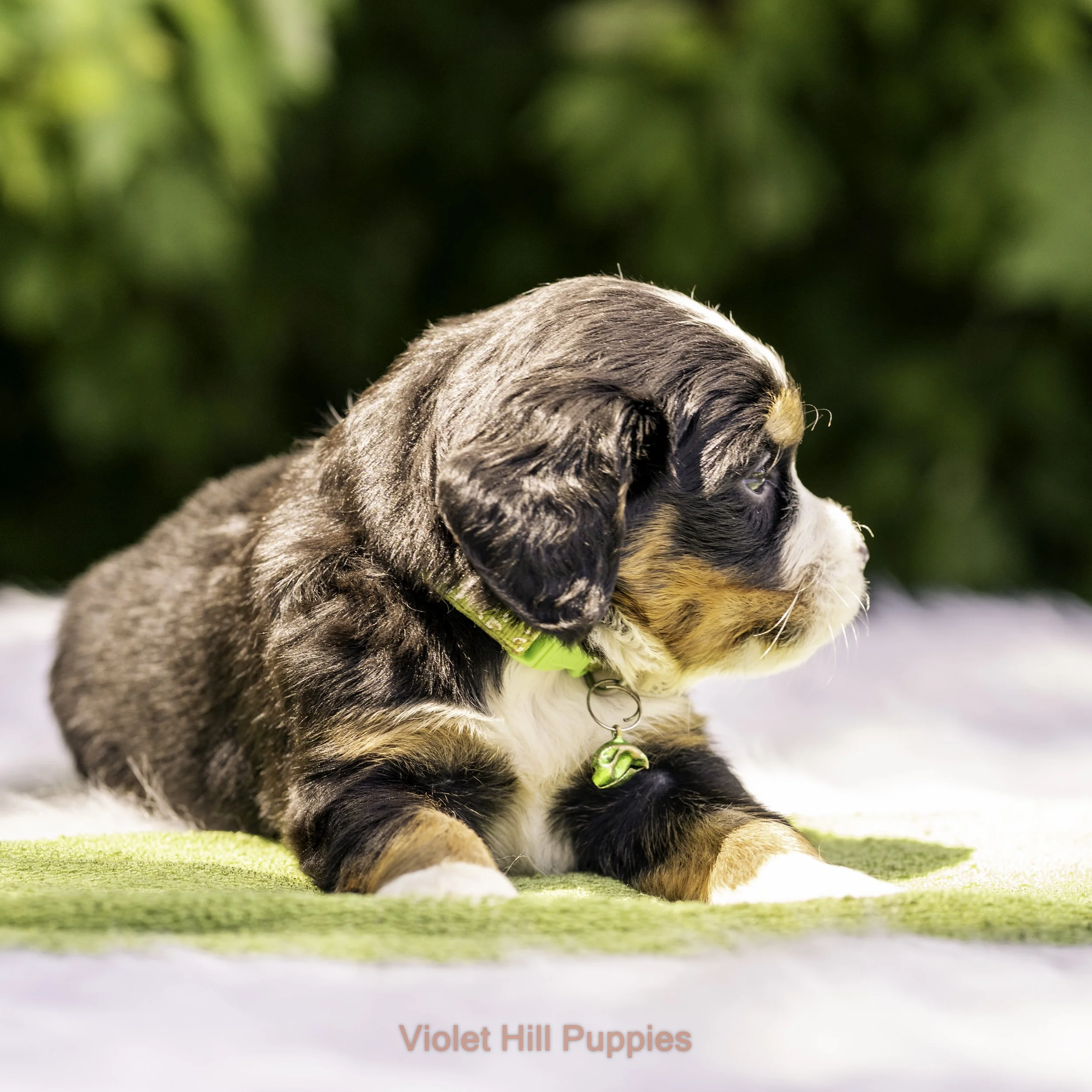 Mini Bernese Photos — Violet Hill Puppies