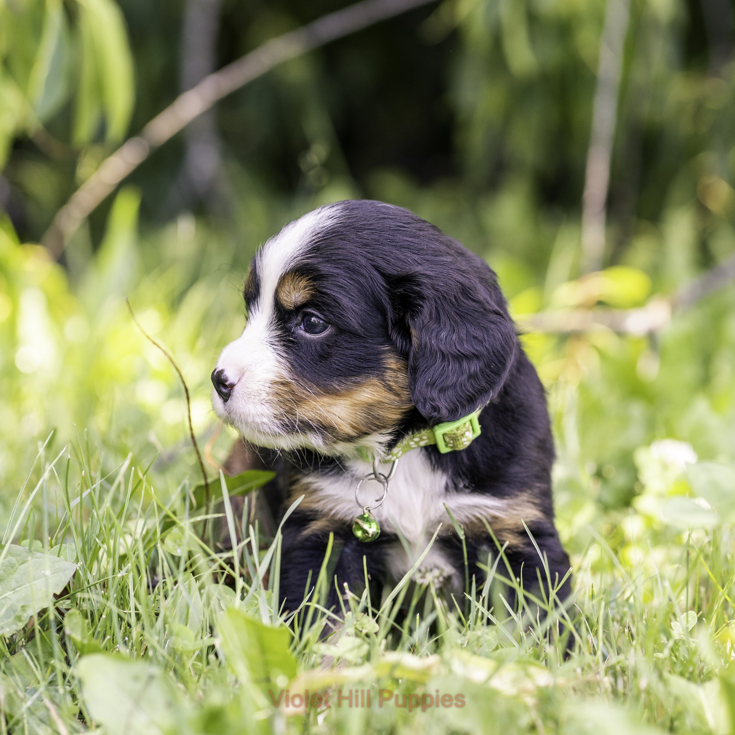 Mini Bernese Photos — Violet Hill Puppies