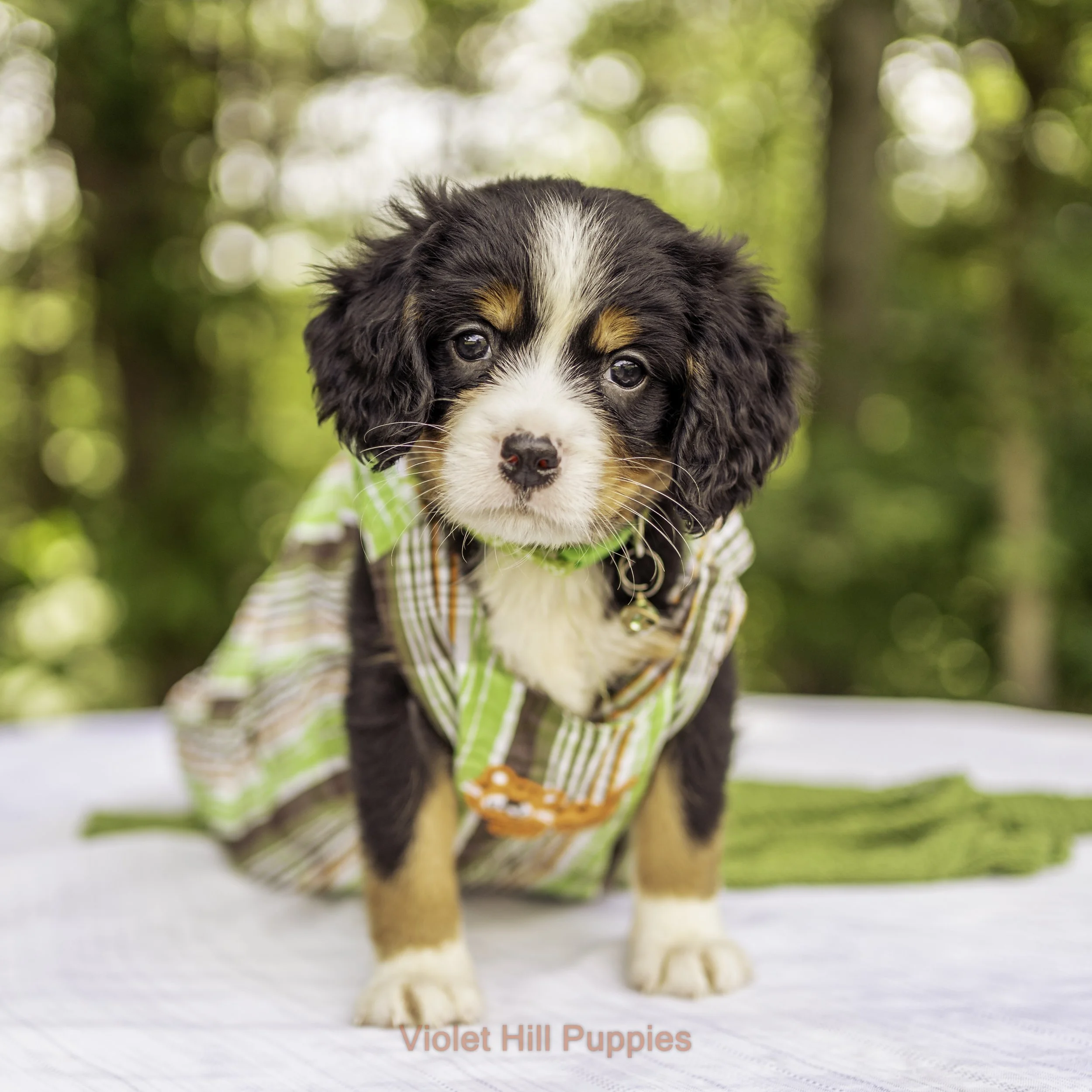 Mini Bernese Photos — Violet Hill Puppies