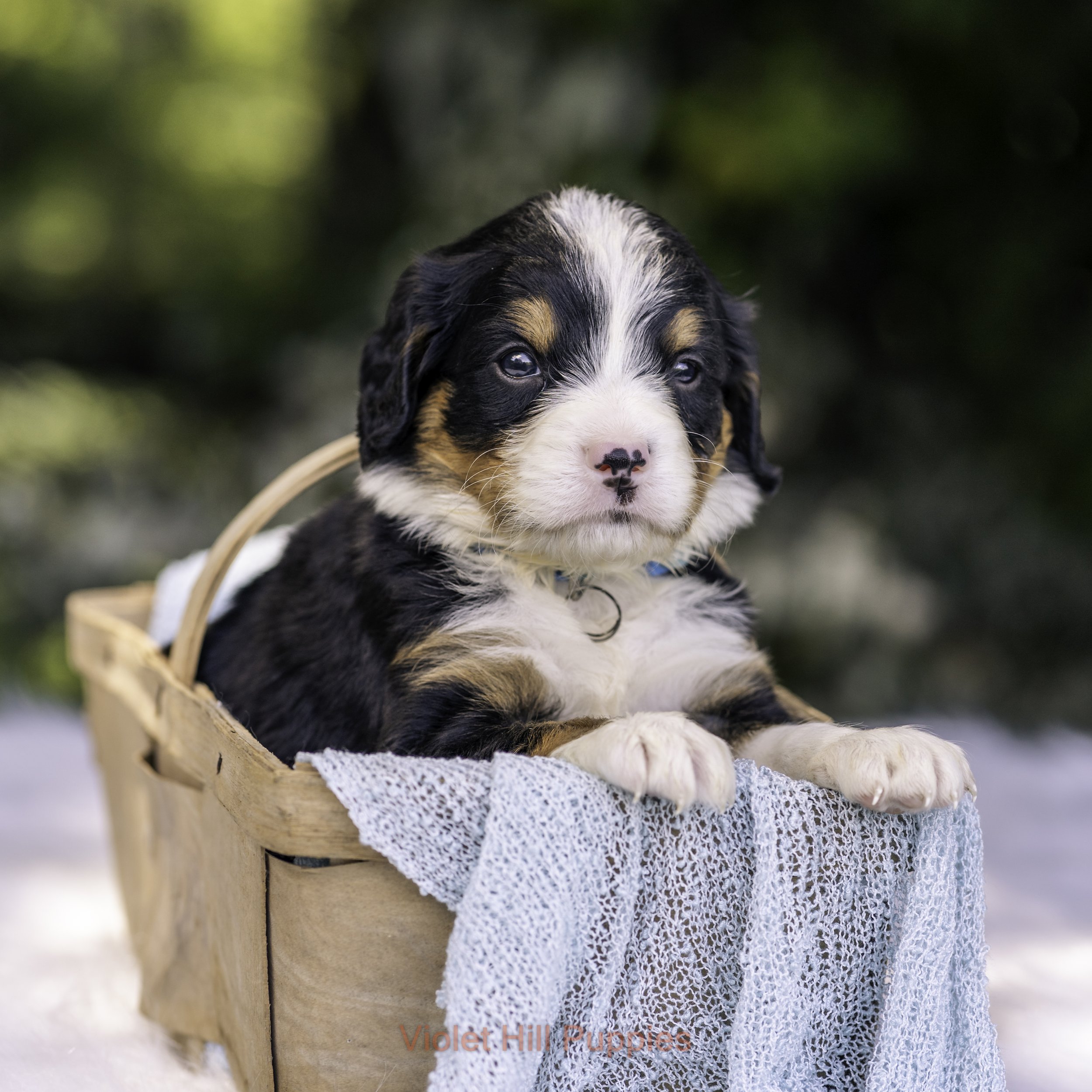 Mini Bernese Photos — Violet Hill Puppies