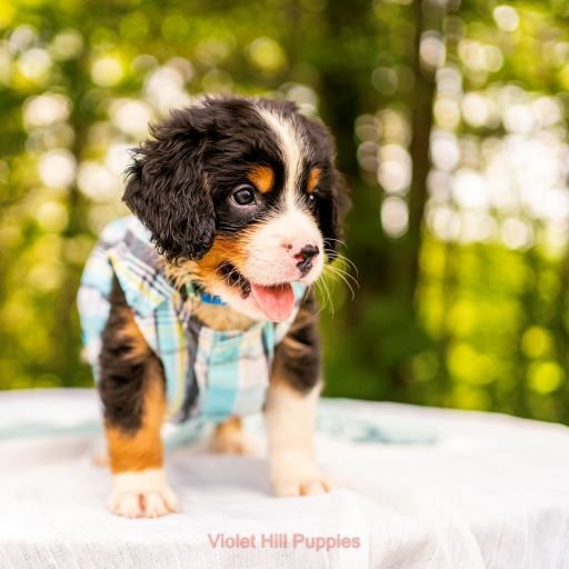 Mini Bernese Photos — Violet Hill Puppies