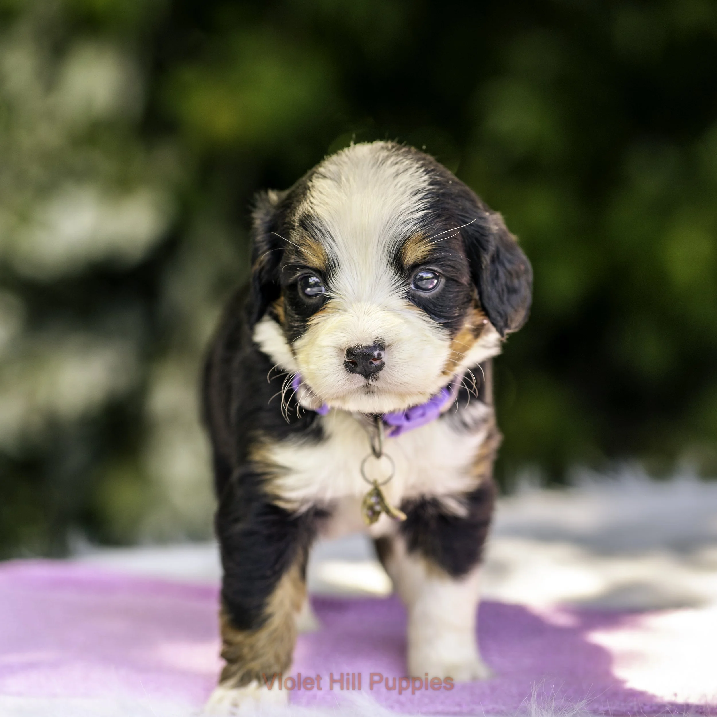 Mini Bernese Photos — Violet Hill Puppies