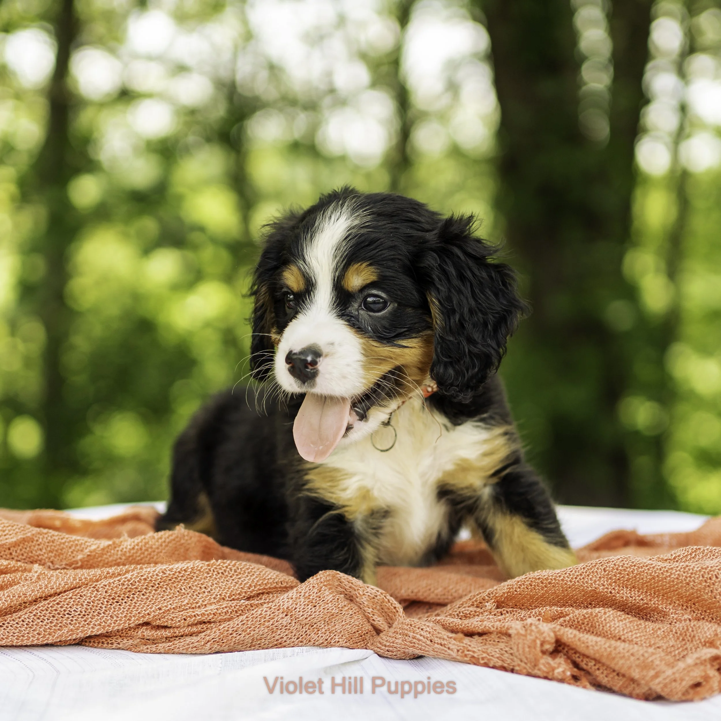 Mini Bernese Photos — Violet Hill Puppies