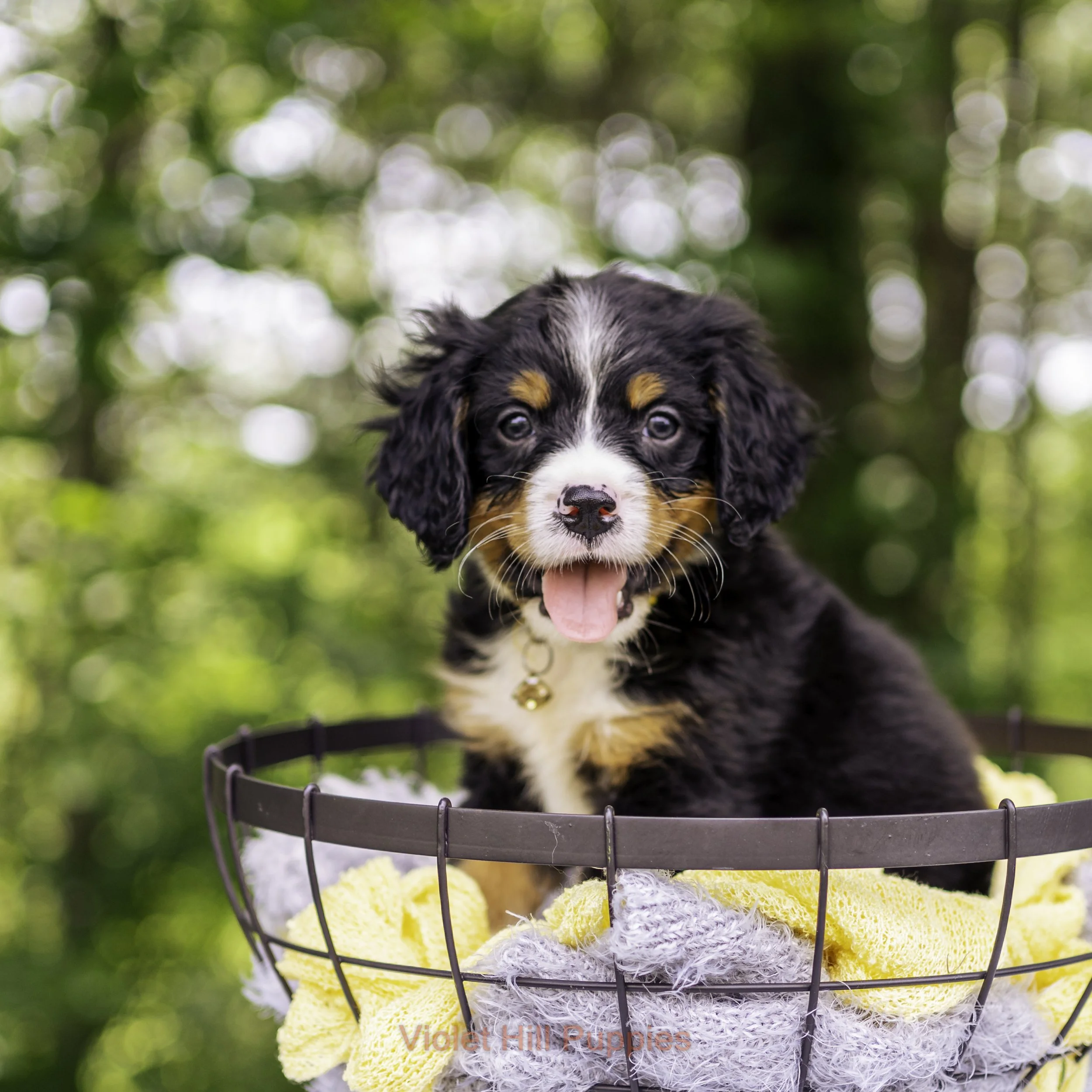 Mini Bernese Photos — Violet Hill Puppies