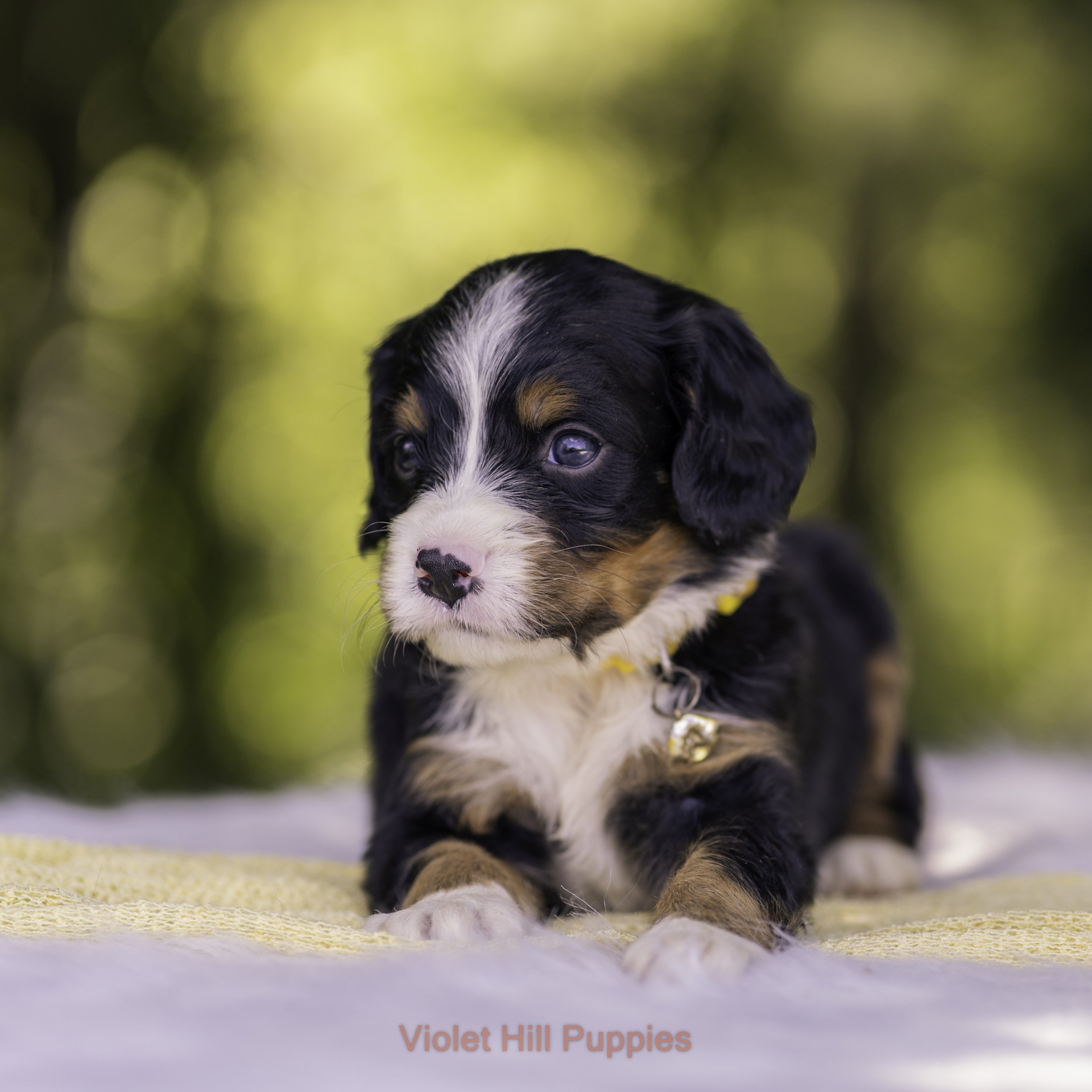 Mini Bernese Mountain Dog