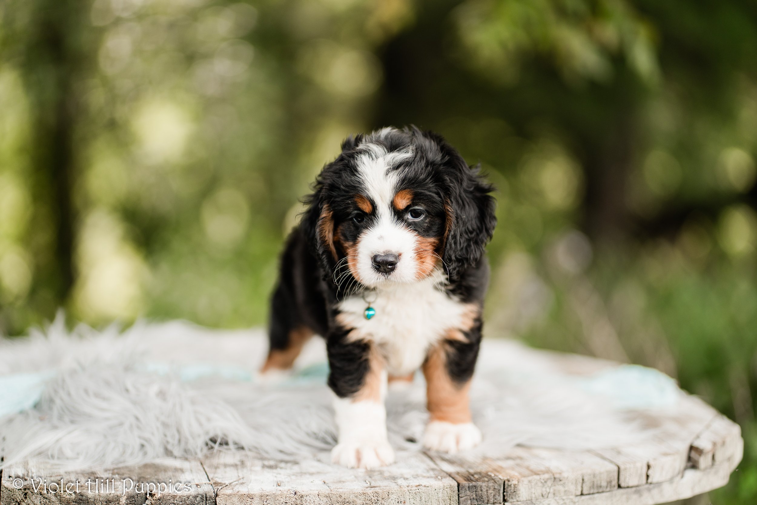 Mini Bernese Photos — Violet Hill Puppies