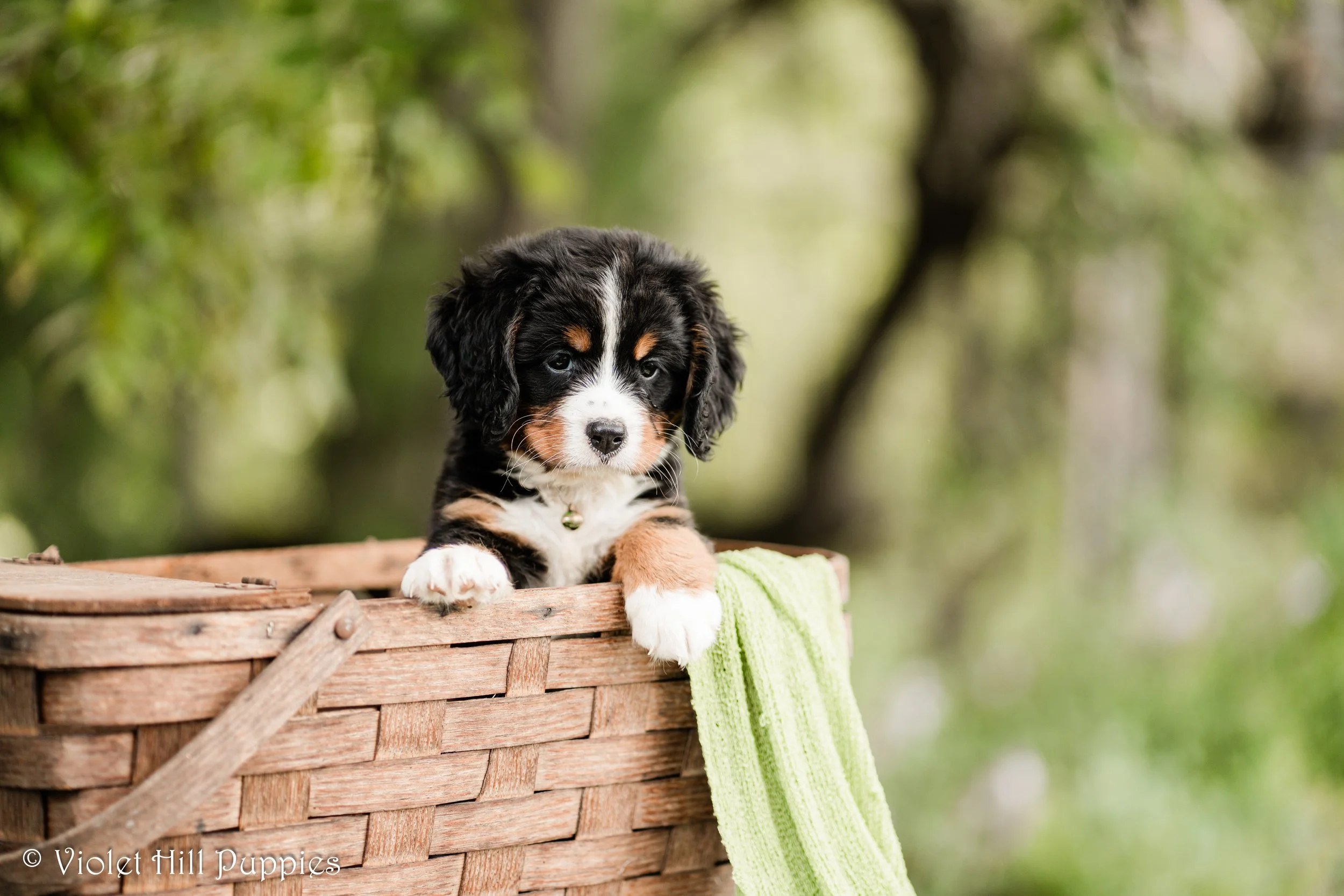 Mini Bernese Photos — Violet Hill Puppies