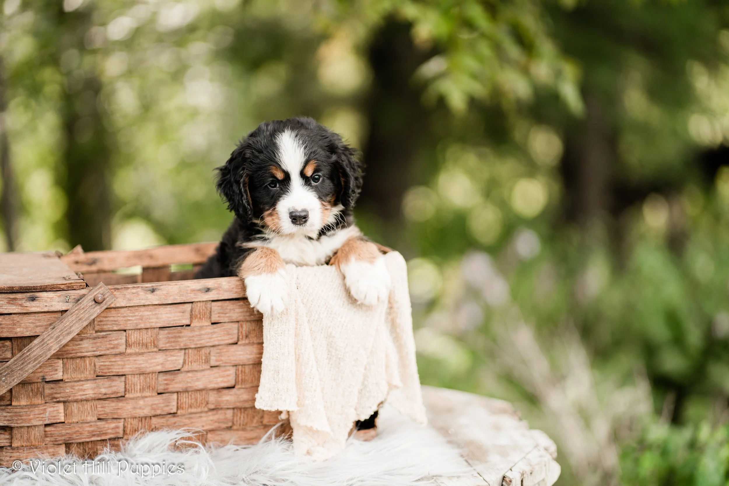 Mini Bernese Mountain Dog Puppies