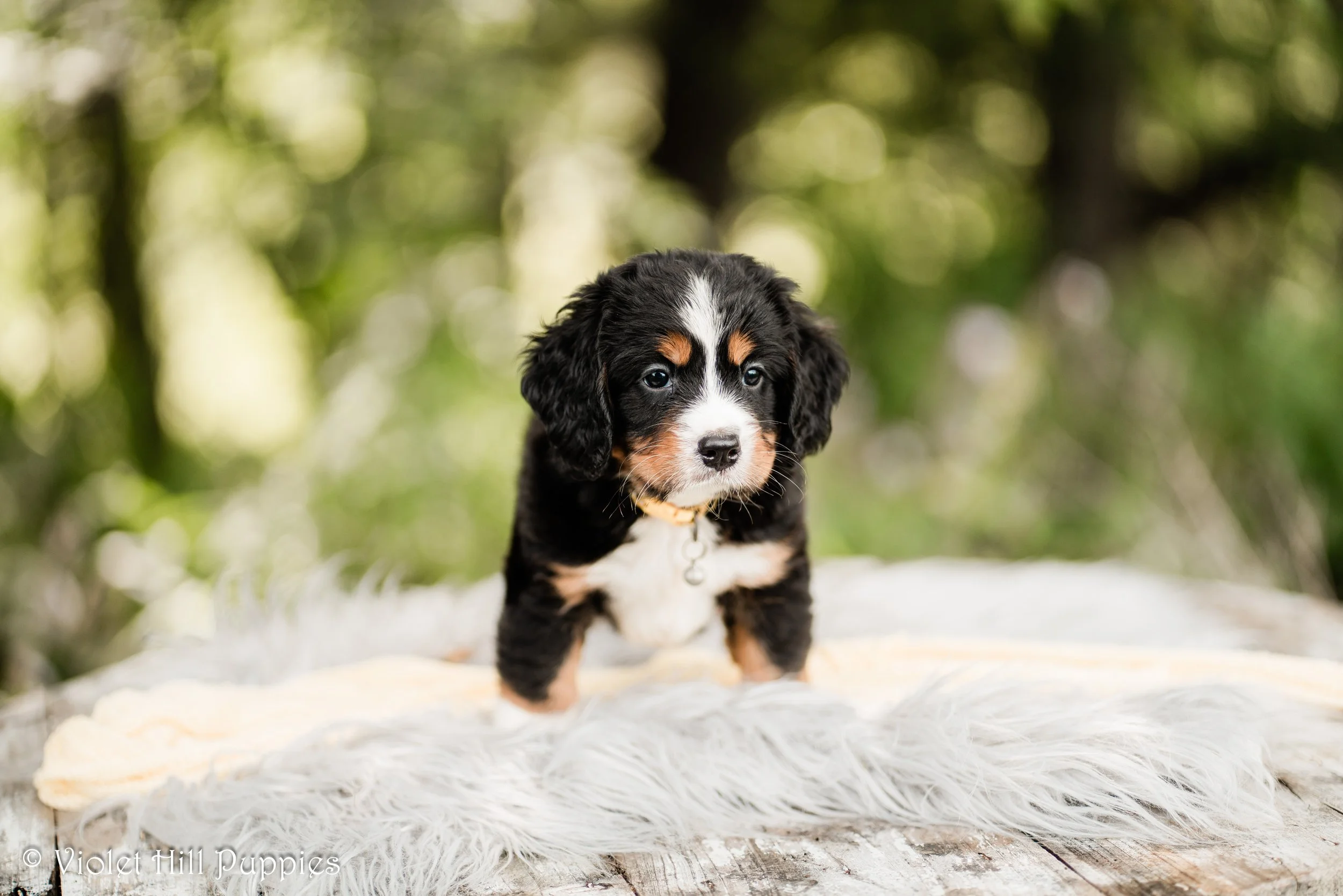 Mini Bernese Photos — Violet Hill Puppies
