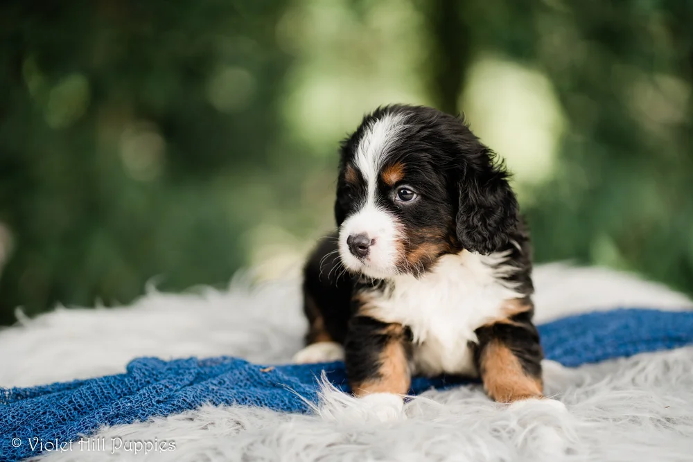 2 Dark Blue — Violet Hill Puppies