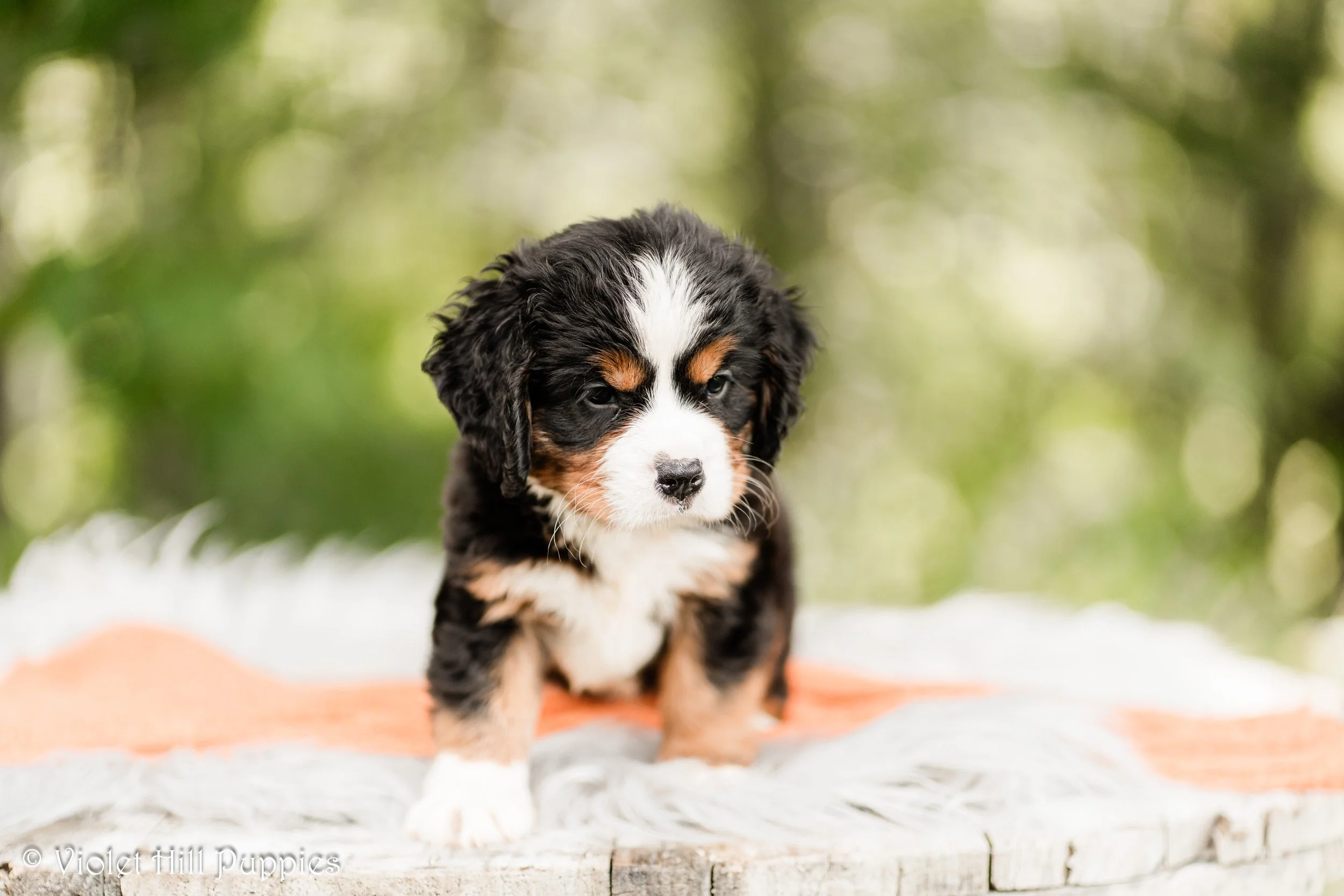 Mini Bernese Mountain Dog Puppies