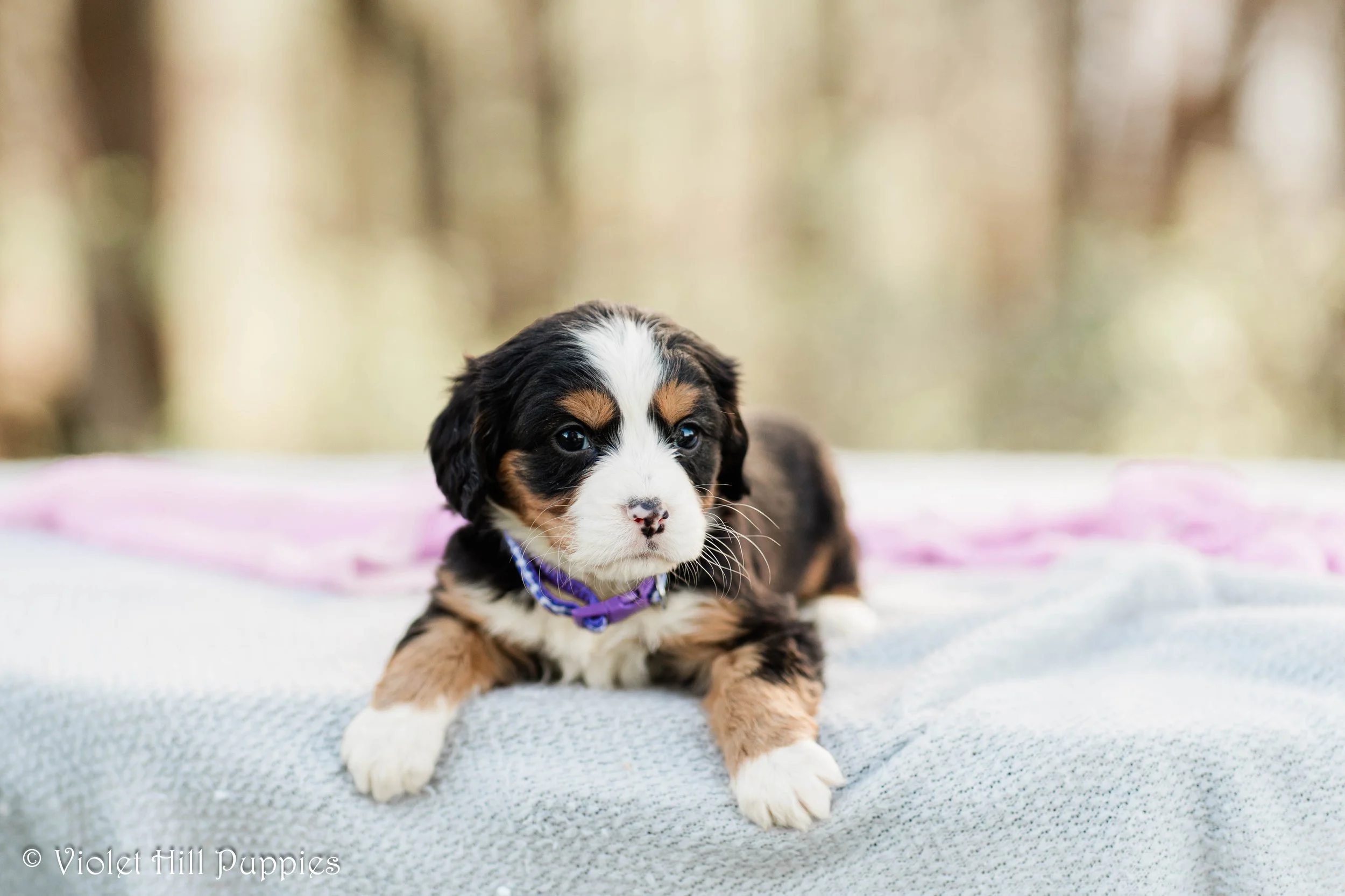 2 Purple — Violet Hill Puppies
