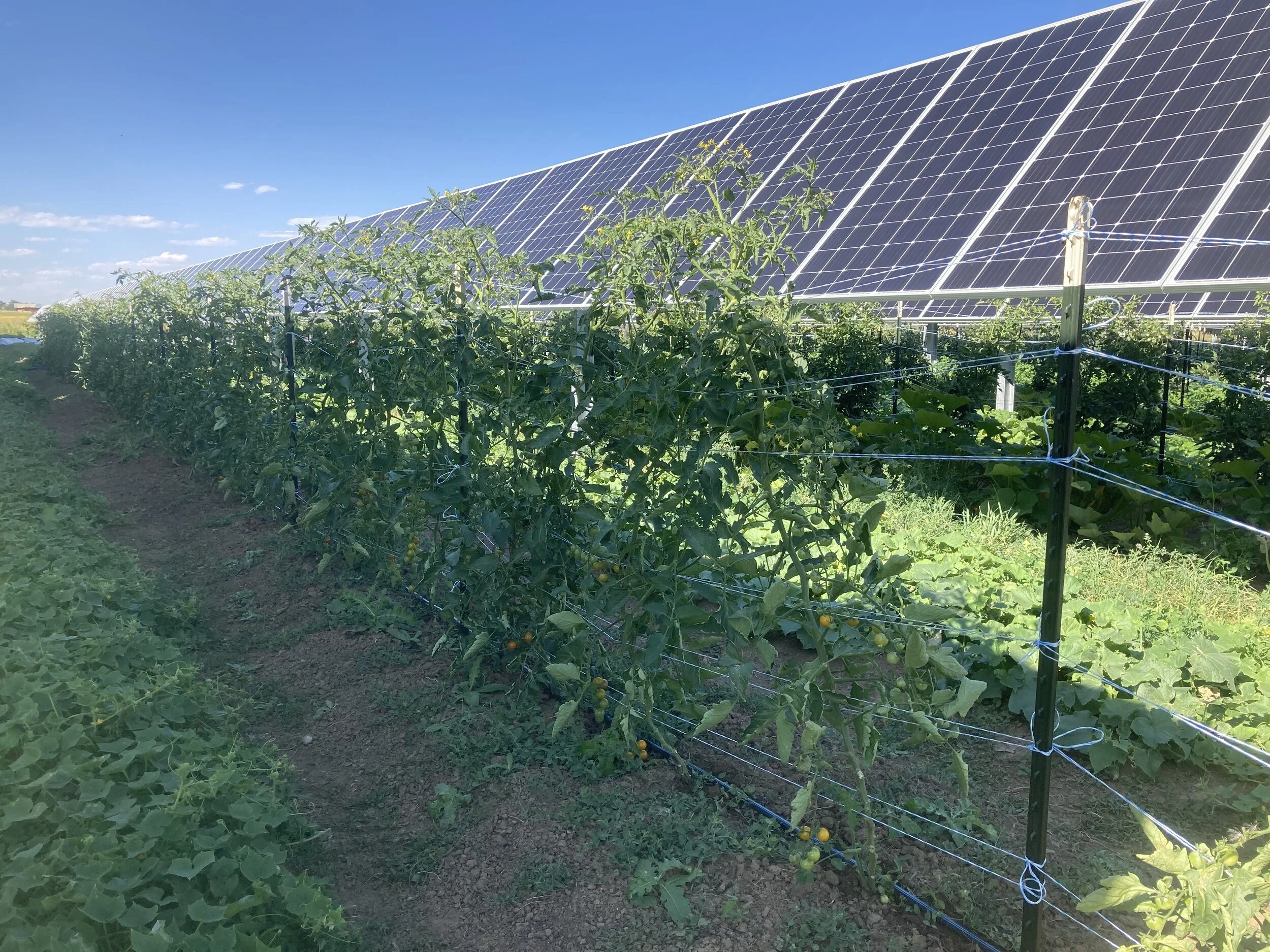 Jack's Solar Farm — Sprout City Farms