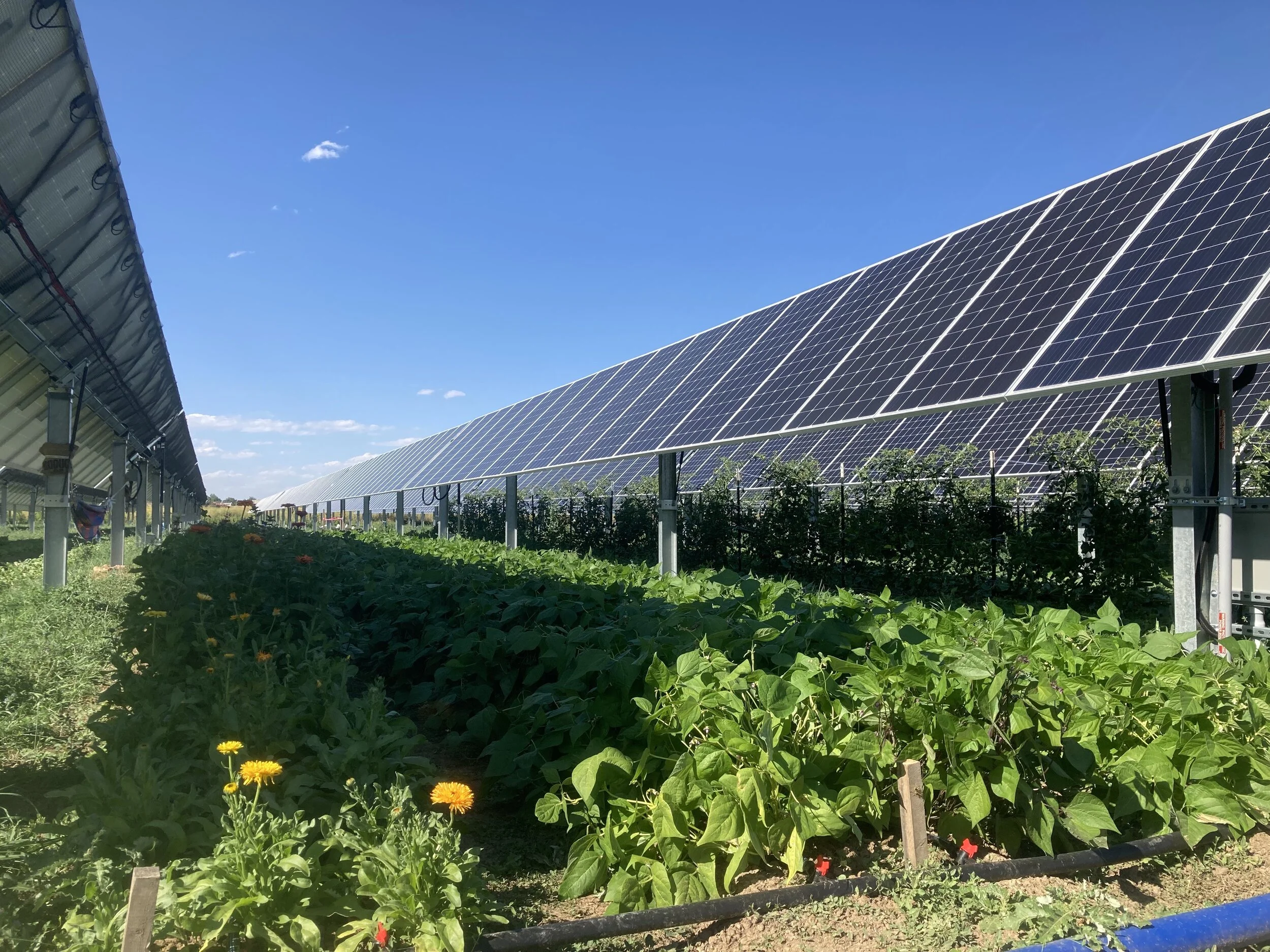 Jack's Solar Farm — Sprout City Farms