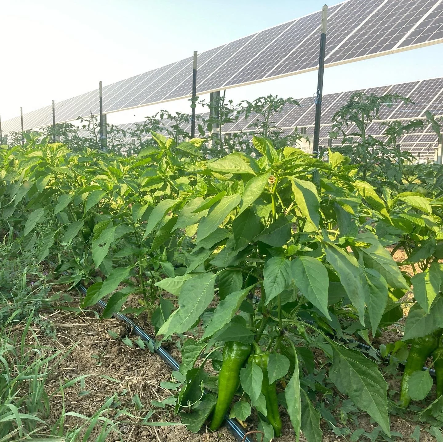 Jack's Solar Farm — Sprout City Farms