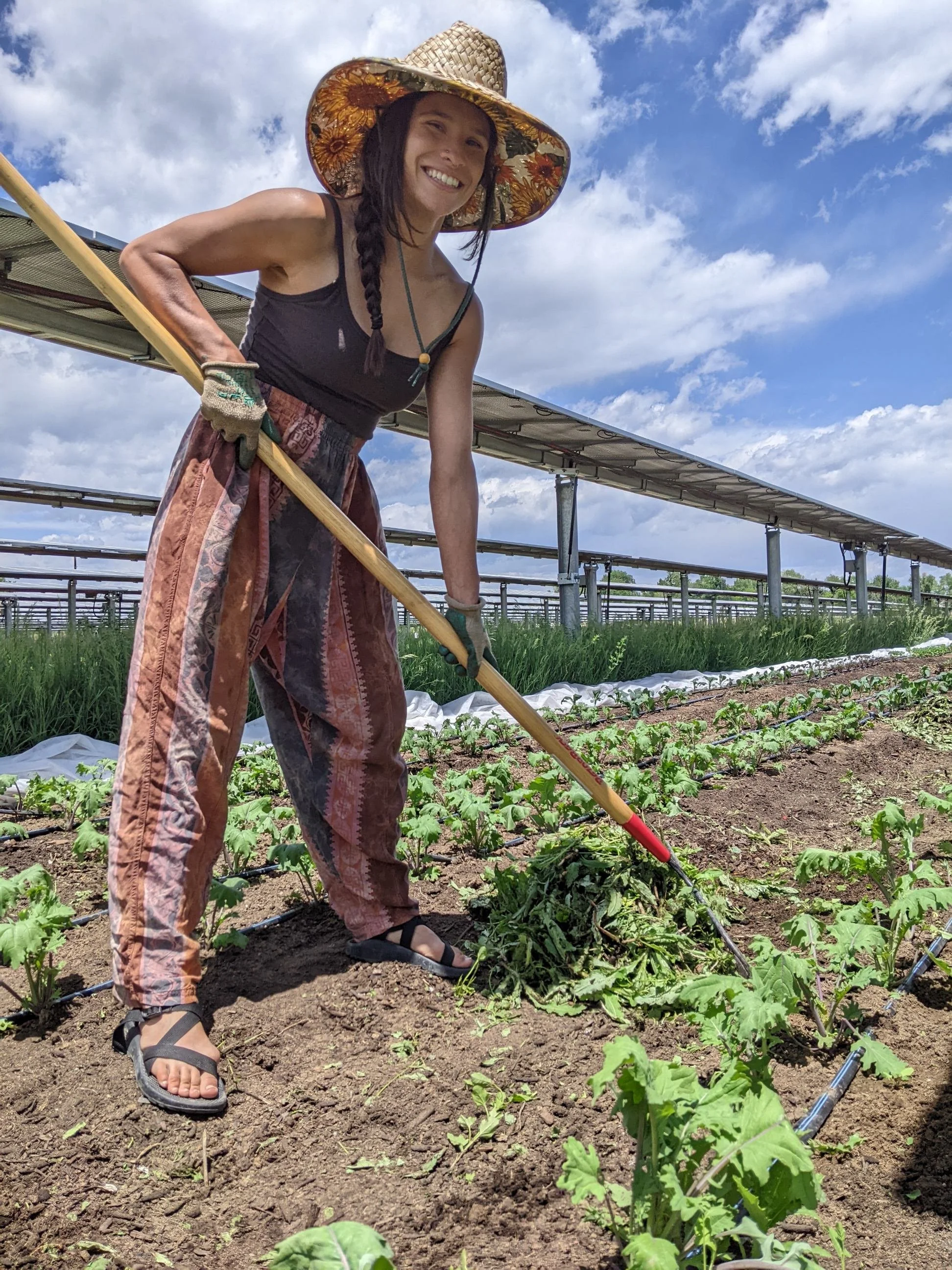 Jack's Solar Farm — Sprout City Farms