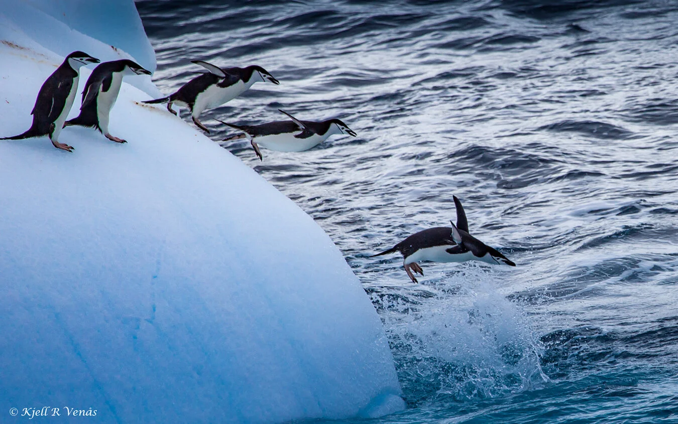 Association of Responsible Krill harvesting companies — ARK vision and ...