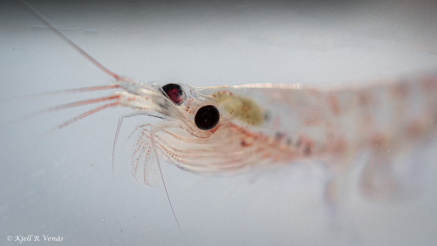 Association of Responsible Krill harvesting companies