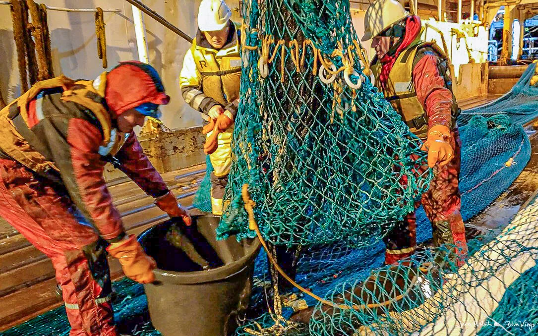 Association of Responsible Krill harvesting companies — ARK vision and ...