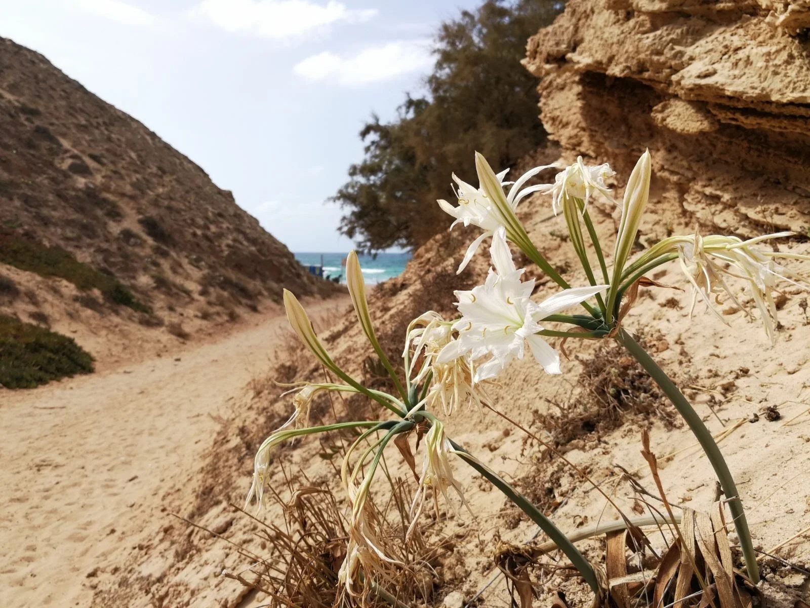 WILDFLOWER MANIA — Harkavy Tours