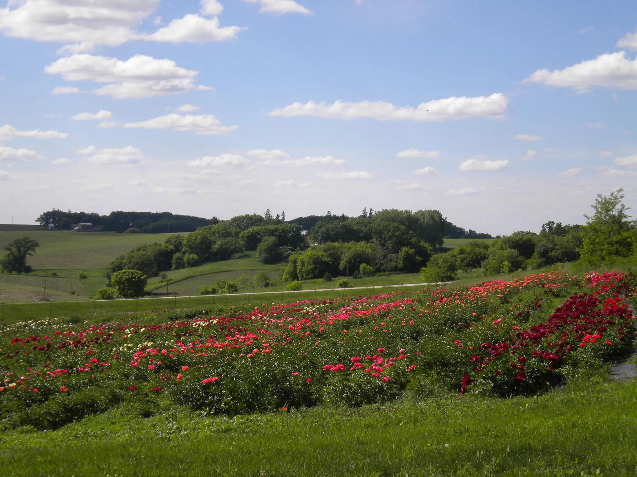 Hidden Springs Flower Farm — Driftless Grown