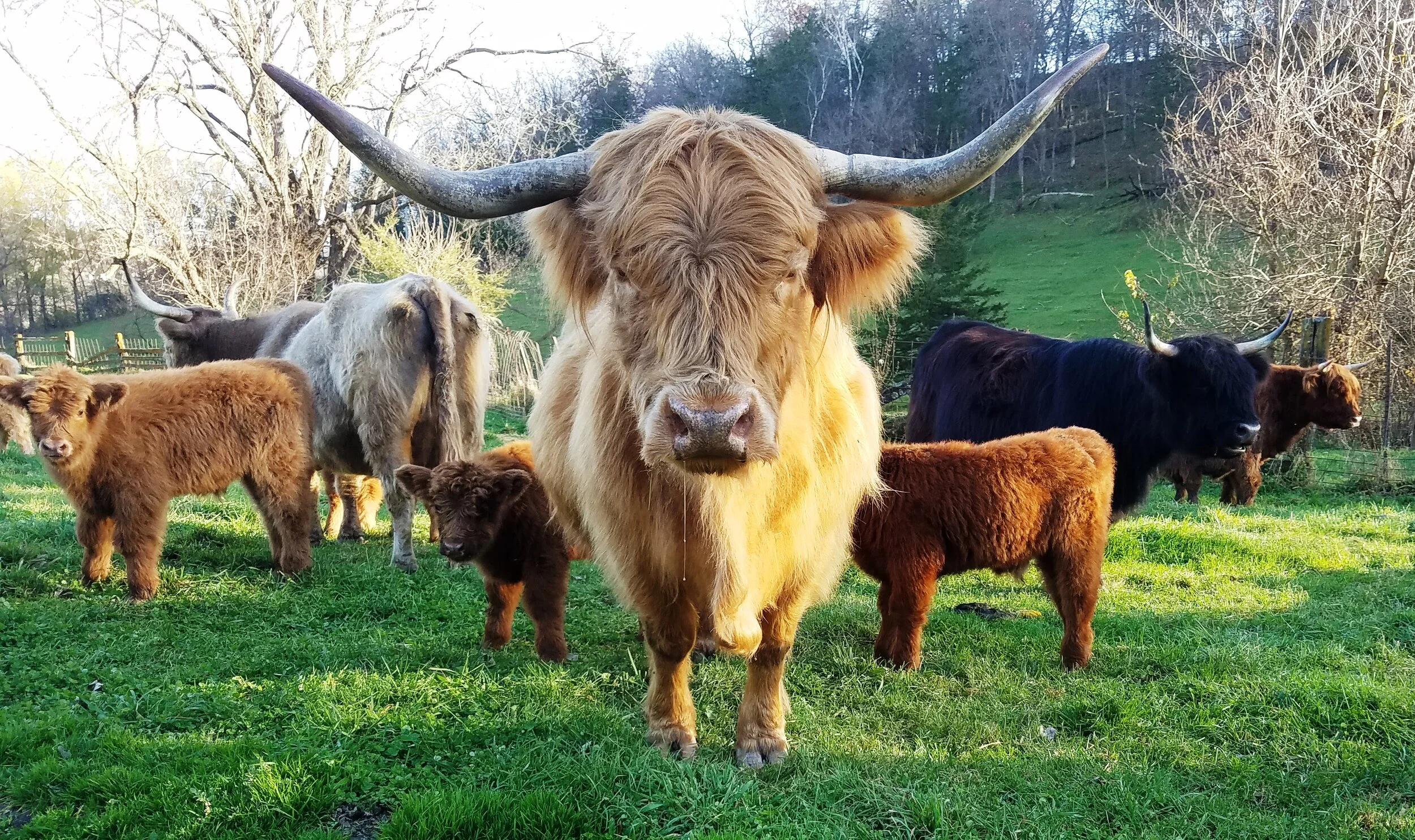 Highland View Farm — Driftless Grown