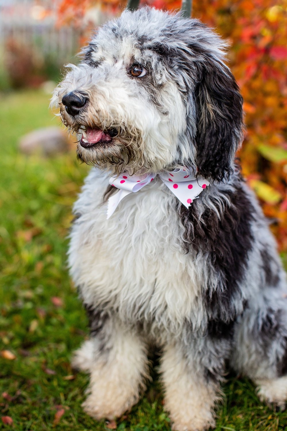 What Is A Merle Sheepadoodle
