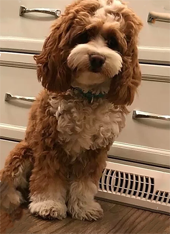 Meet the dogs — Heritage Doodles