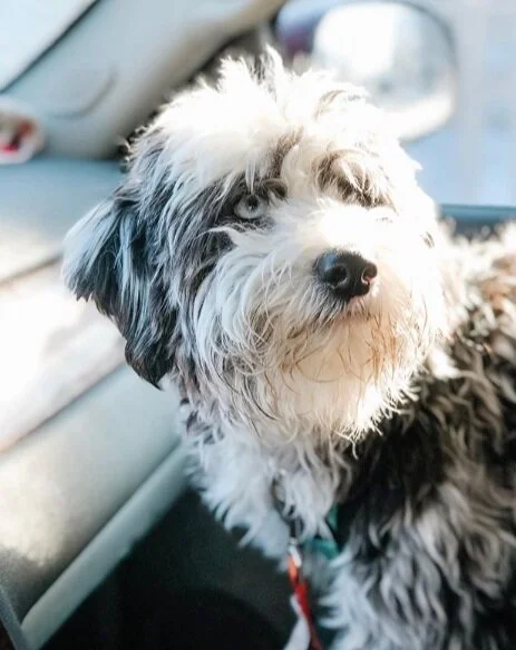 Meet the dogs — Heritage Doodles