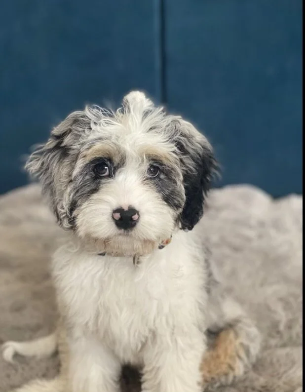 Trained Puppies — Heritage Doodles