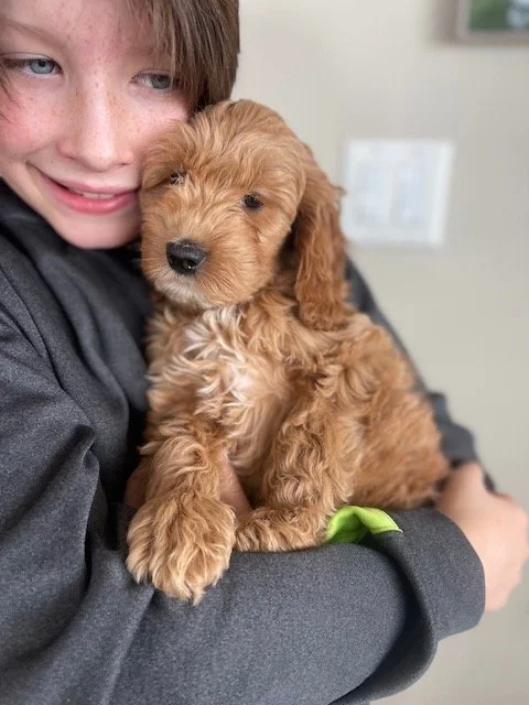 Available Puppies — Heritage Doodles