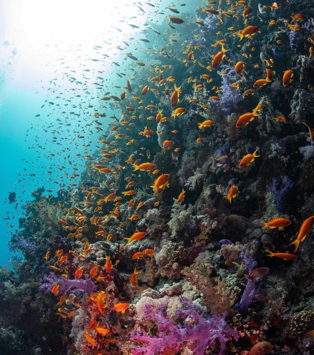 SENDING YOU A PIECE OF THE OCEAN — Ocean Impact Organisation