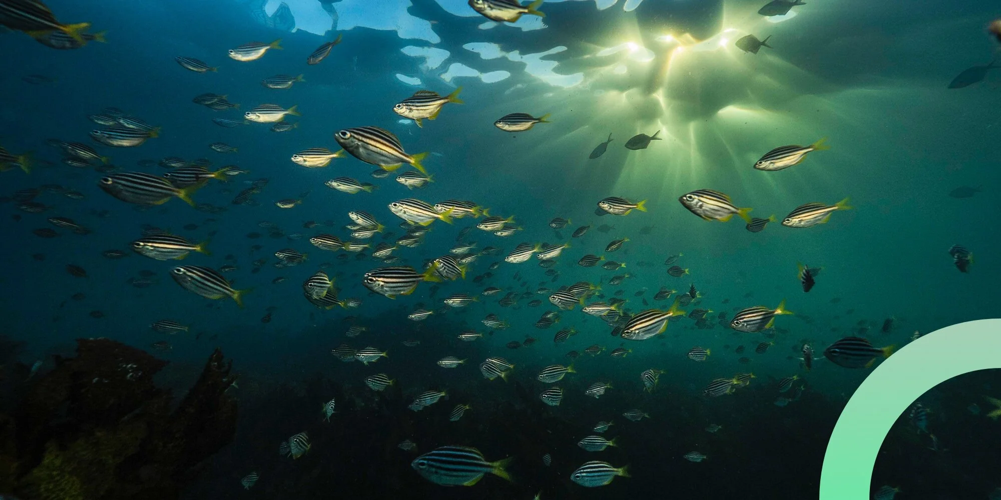 Ocean Impact Organisation