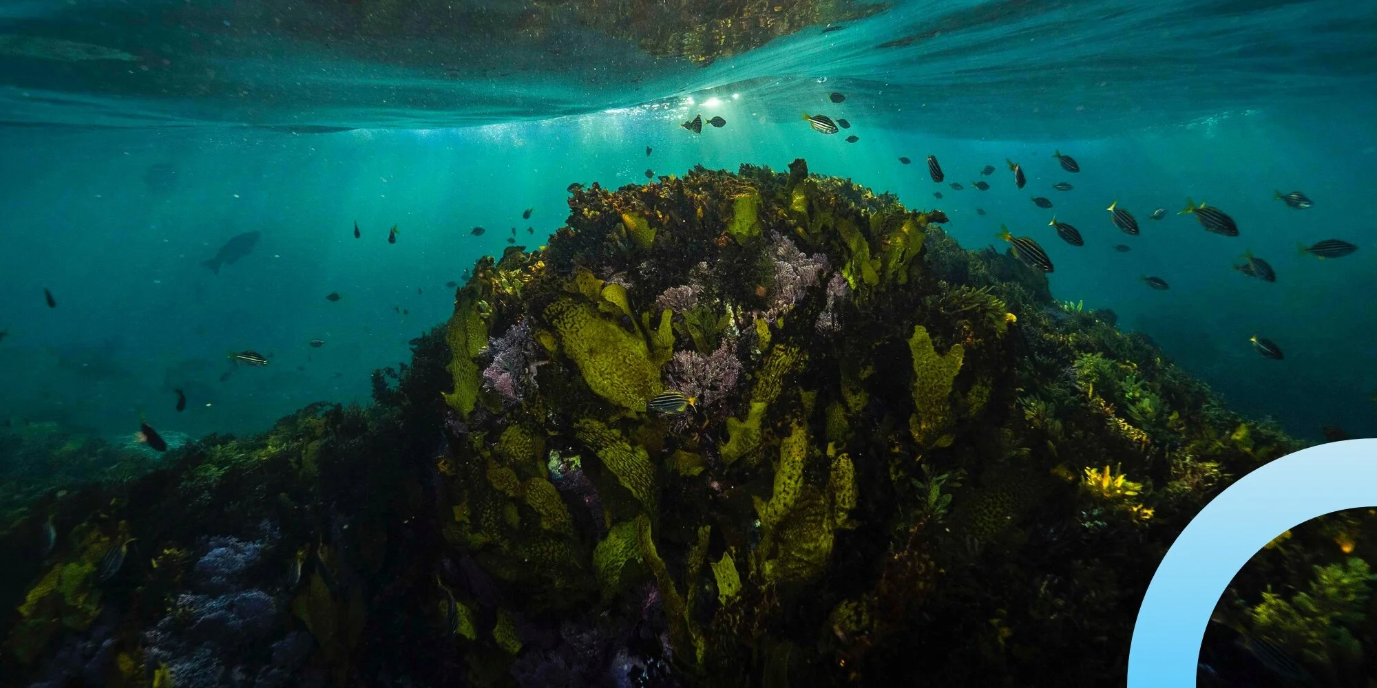 Follow our Journey — Ocean Impact Organisation