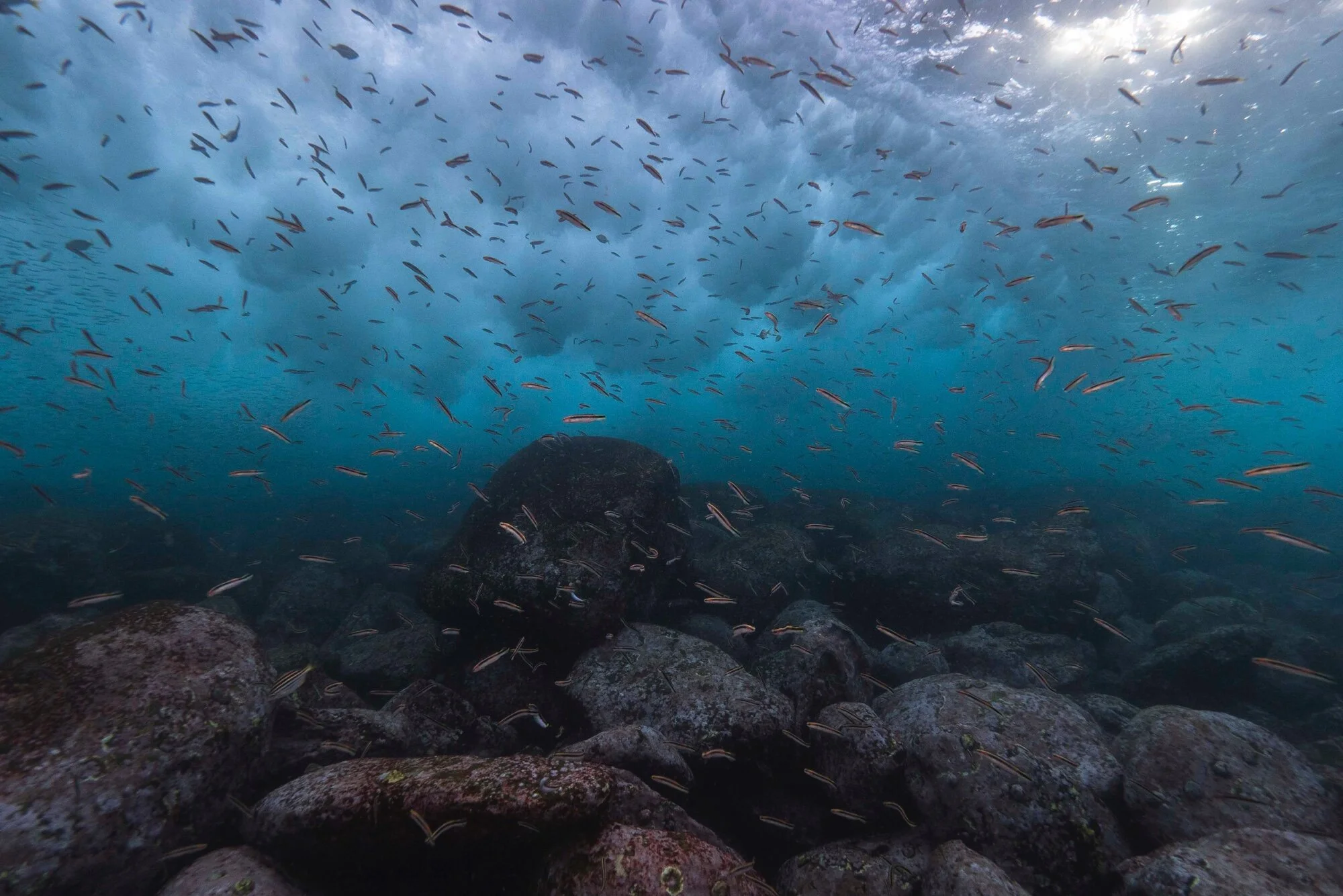 About — Ocean Impact Organisation