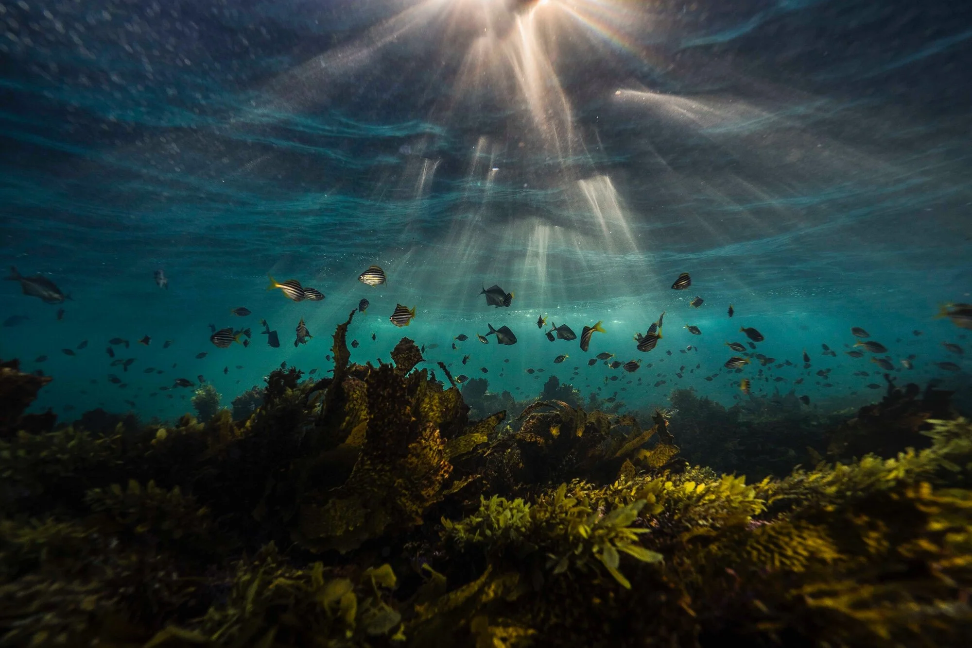 About — Ocean Impact Organisation