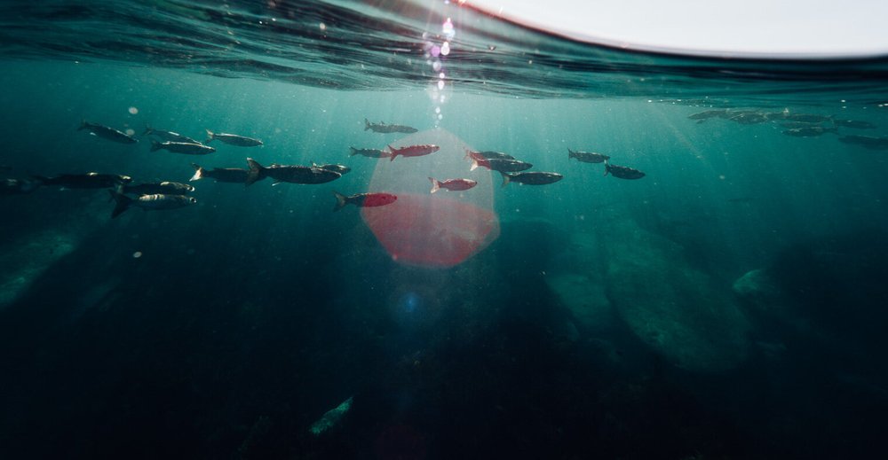 About — Ocean Impact Organisation