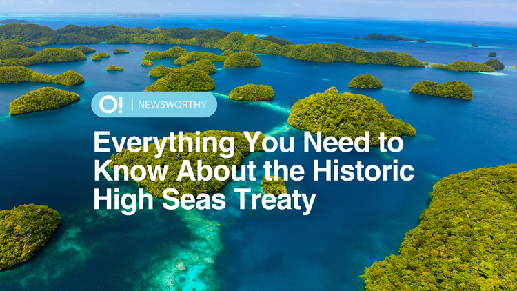 Everything You Need to Know About the High Seas Treaty (Updated ...