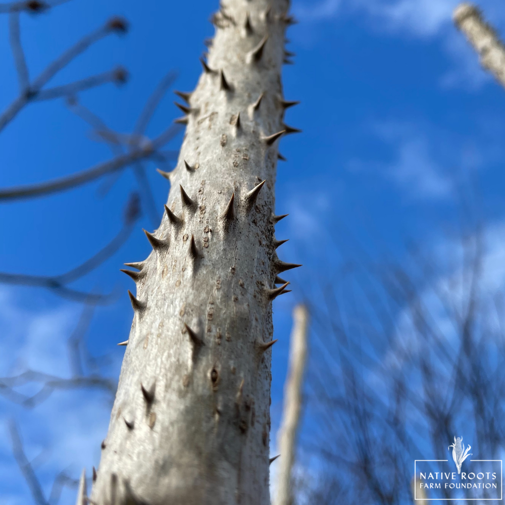 Ultsă΄gĭtă΄ útana (Devil’s Walking Stick) | Native Roots Farm Foundation