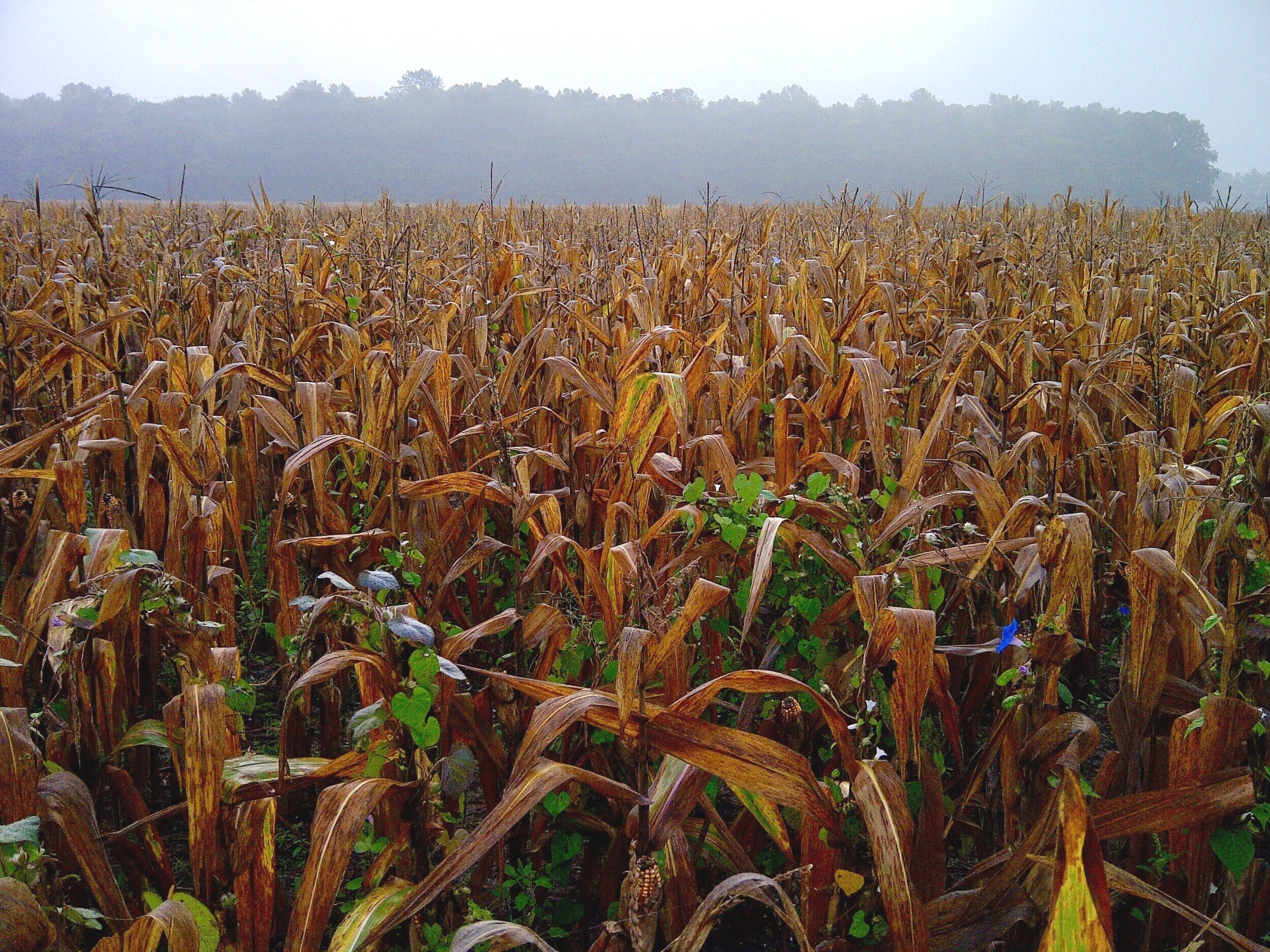 Native Roots Farm Foundation
