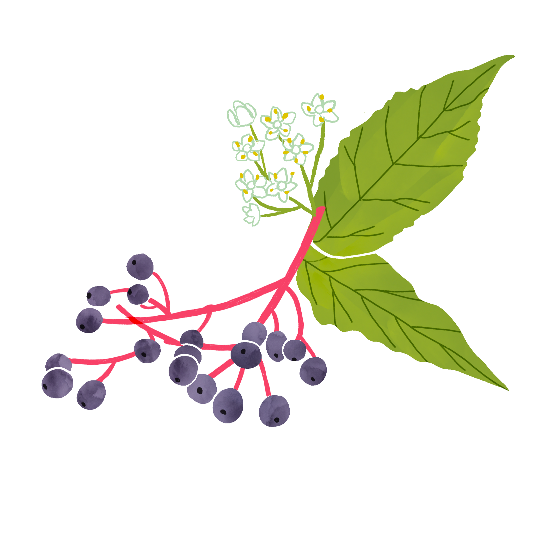 Elderberry | Native Roots Farm Foundation