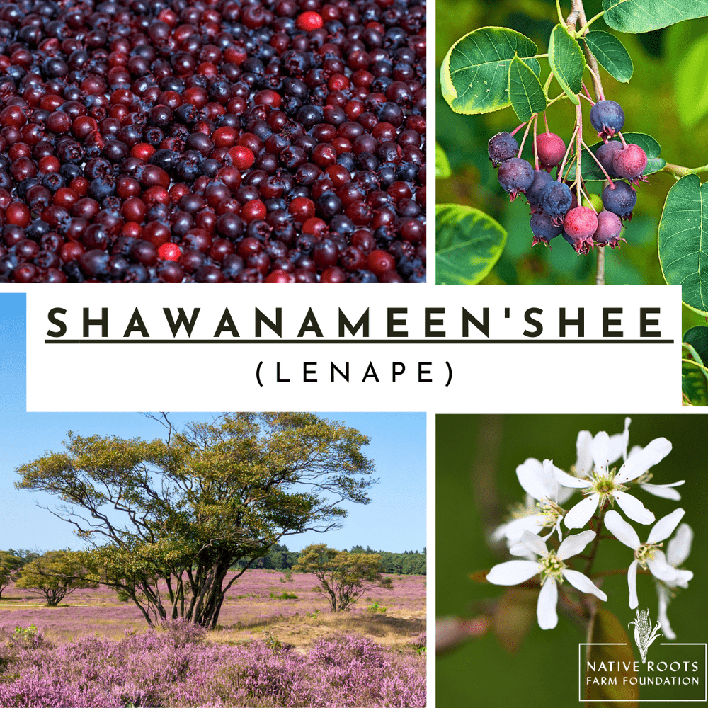 Shawanameen'shee (Shadbush) | Native Roots Farm Foundation