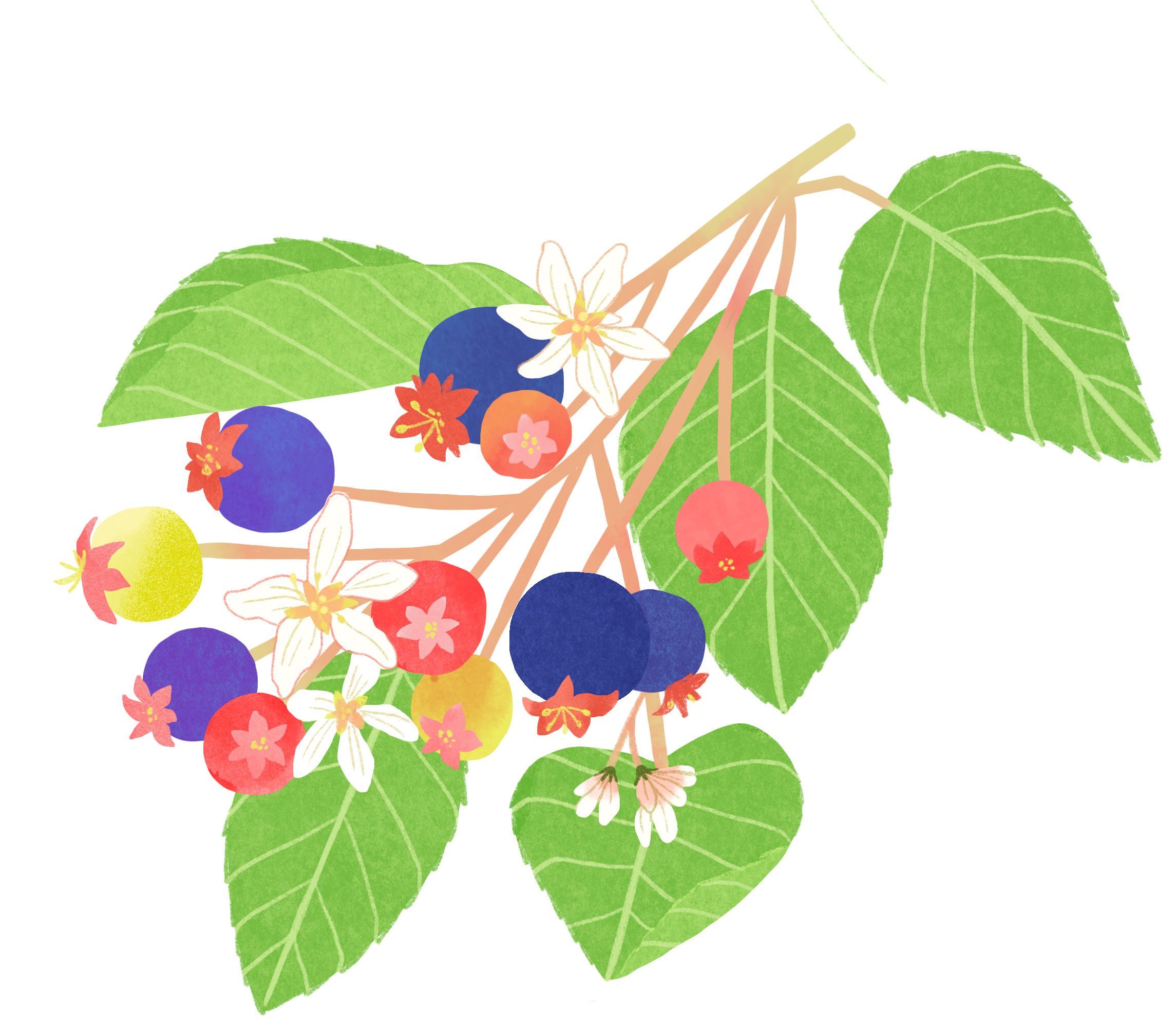 Serviceberry | Native Roots Farm Foundation